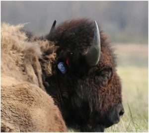 Openlands Projects | Openlands