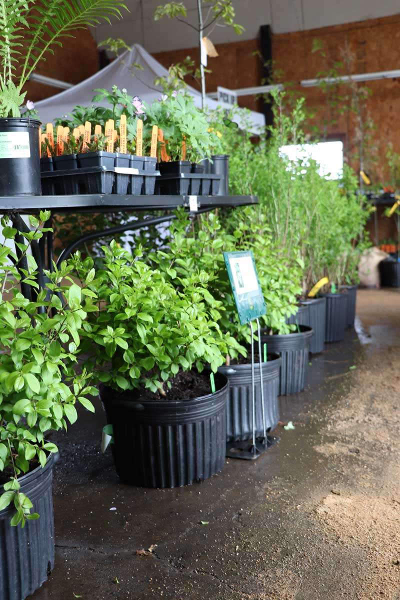 Native Tree & Plant Sale | Openlands