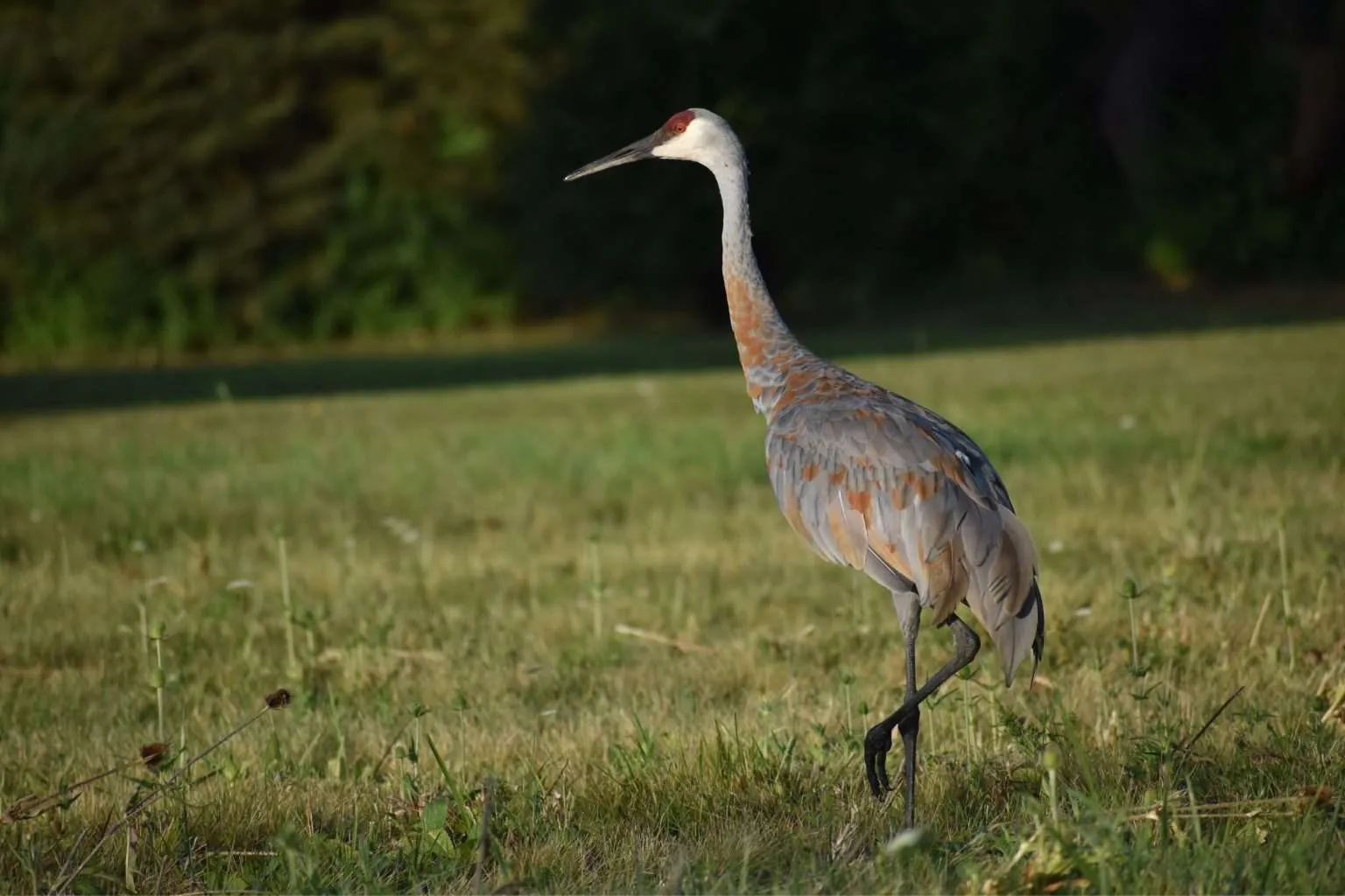 Have You Discovered the Palos Forest Preserves? | Openlands