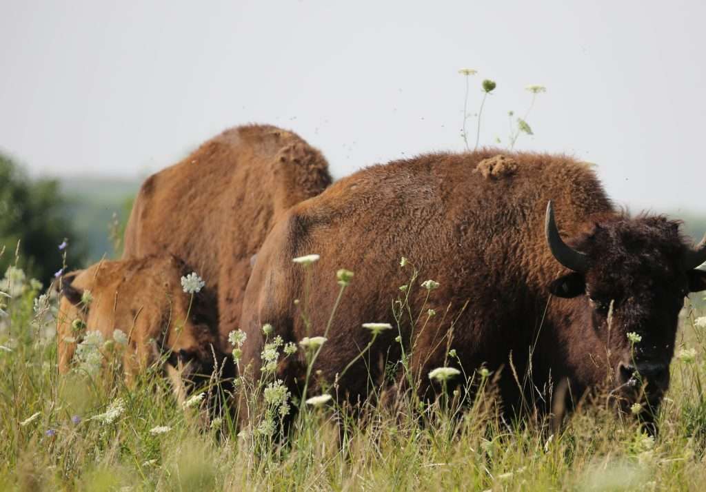 Look for Bison at Midewin National Tallgrass Prairie | Openlands
