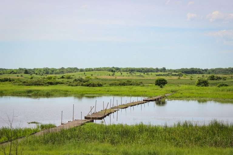 Have You Discovered Goose Lake Prairie? | Openlands