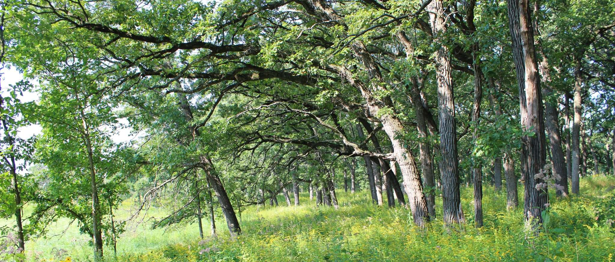 Oak Ecosystems in the Chicago Wilderness Region | Openlands