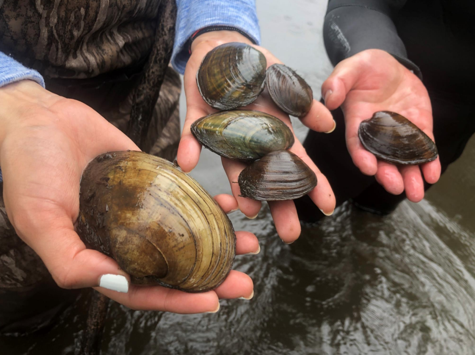 Why Mussel Loss Is Harming Freshwater Streams And How It Could Affect ...