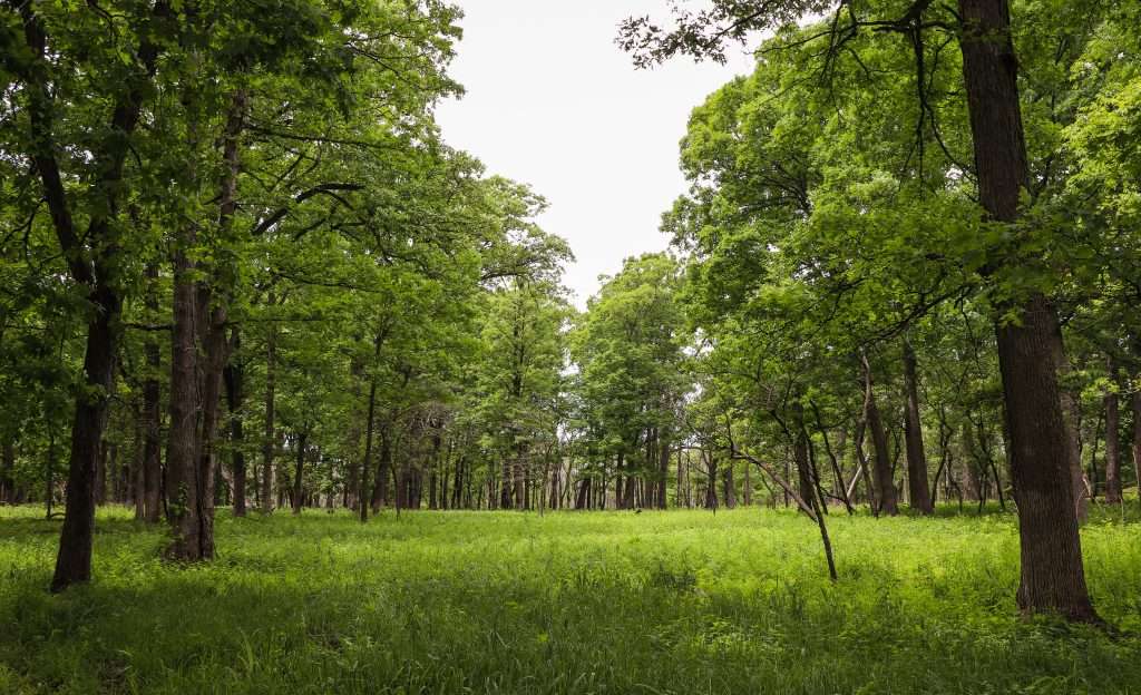 Have You Discovered the Palos Forest Preserves? | Openlands