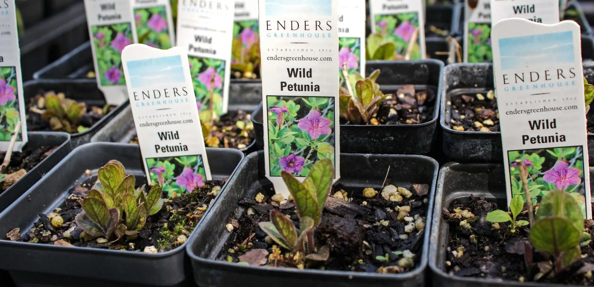 Free Workshops: Beautiful Landscaping with Native Plants | Openlands