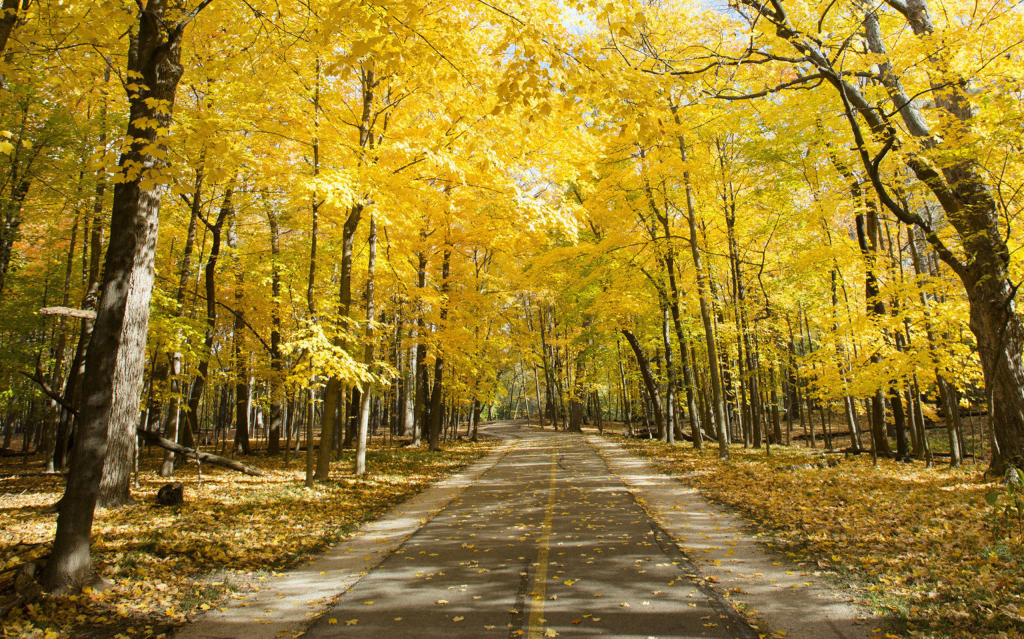 Cast Your Vote “Yes” for the Forest Preserves of Cook County | Openlands