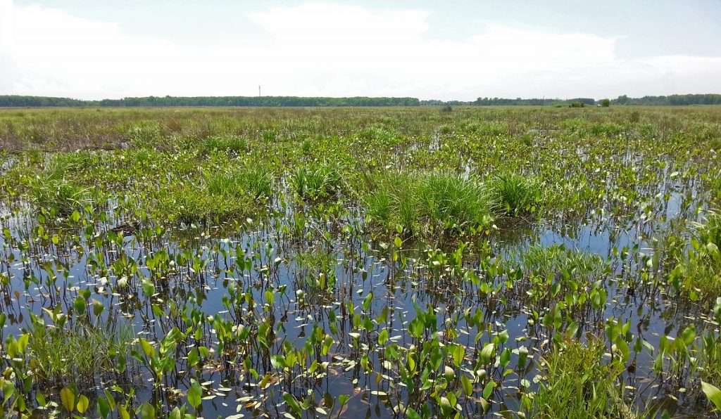 Seven Wetlands to Visit in the Region to Celebrate American Wetlands ...