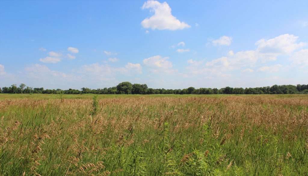 Have You Discovered Midewin National Tallgrass Prairie? | Openlands