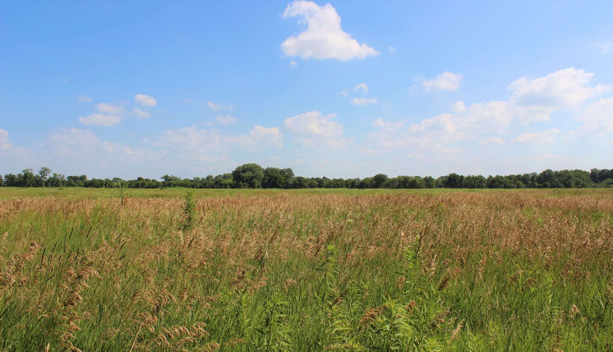 Have You Discovered Midewin National Tallgrass Prairie? | Openlands