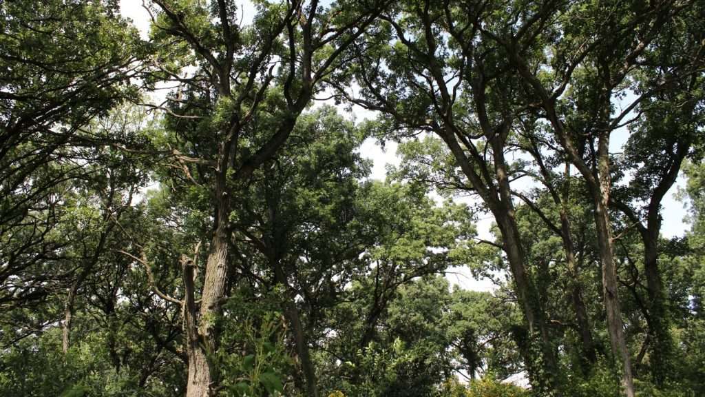 LaBagh Woods | Openlands