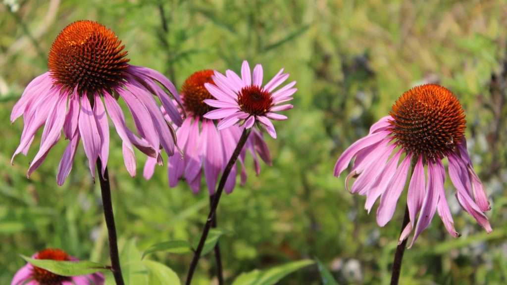 Midewin National Tallgrass Prairie | Openlands