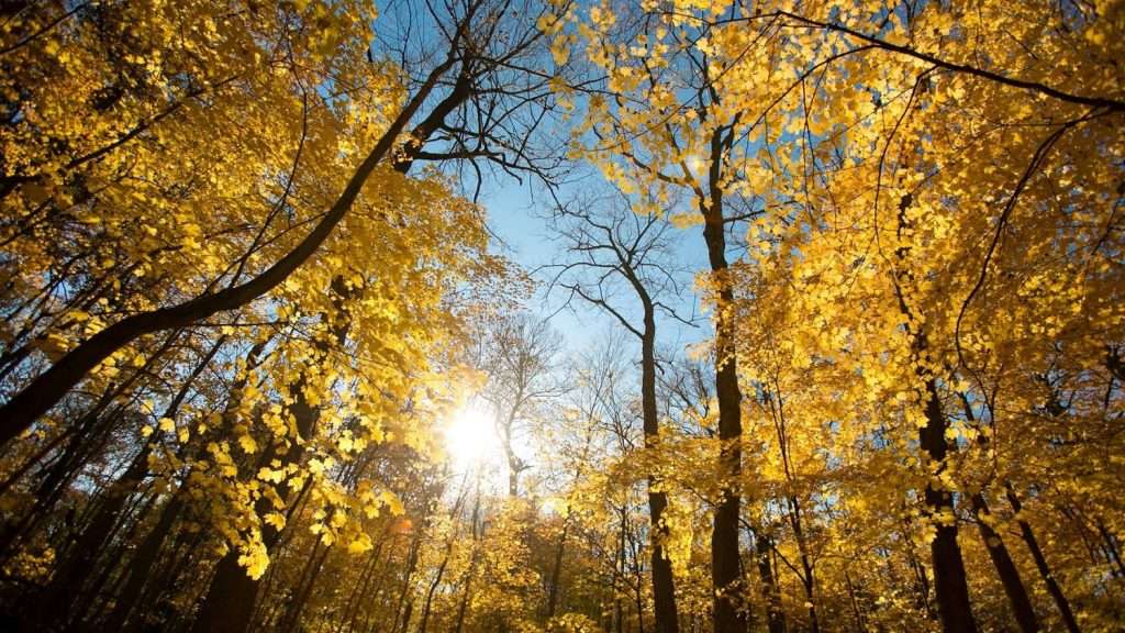 LaBagh Woods | Openlands