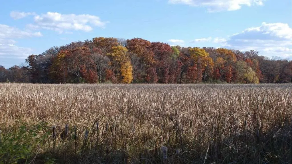 Exner Marsh Nature Preserve | Openlands