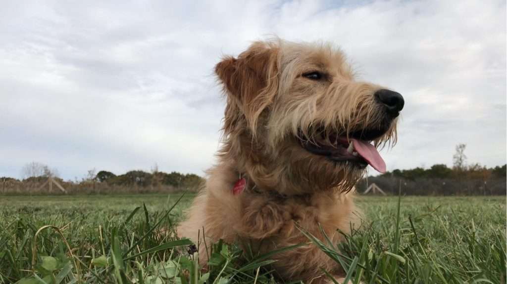 Midewin National Tallgrass Prairie | Openlands