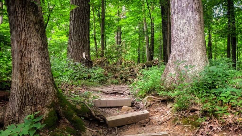Midewin National Tallgrass Prairie | Openlands