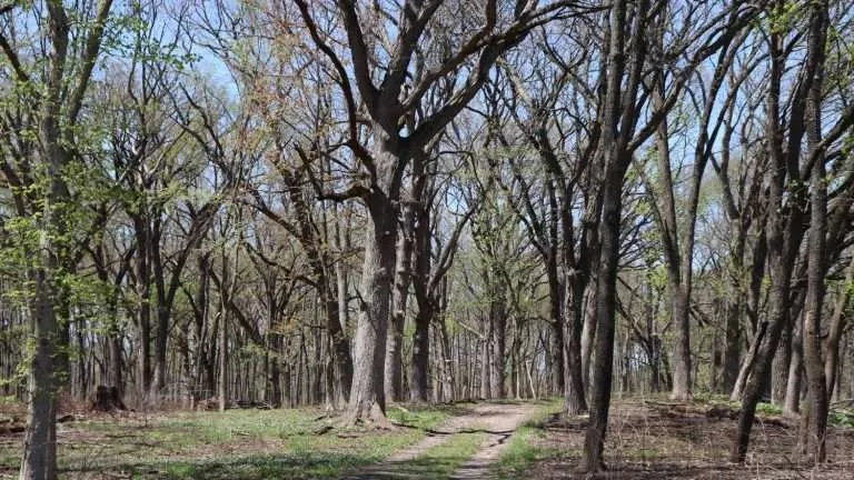 Busse Woods | Openlands