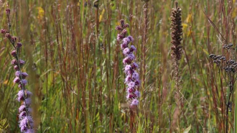 LaBagh Woods | Openlands
