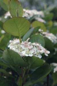 10 Native Trees and Shrubs for Landscaping in the Midwest | Openlands