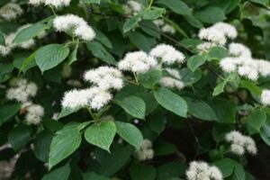 10 Native Trees and Shrubs for Landscaping in the Midwest | Openlands