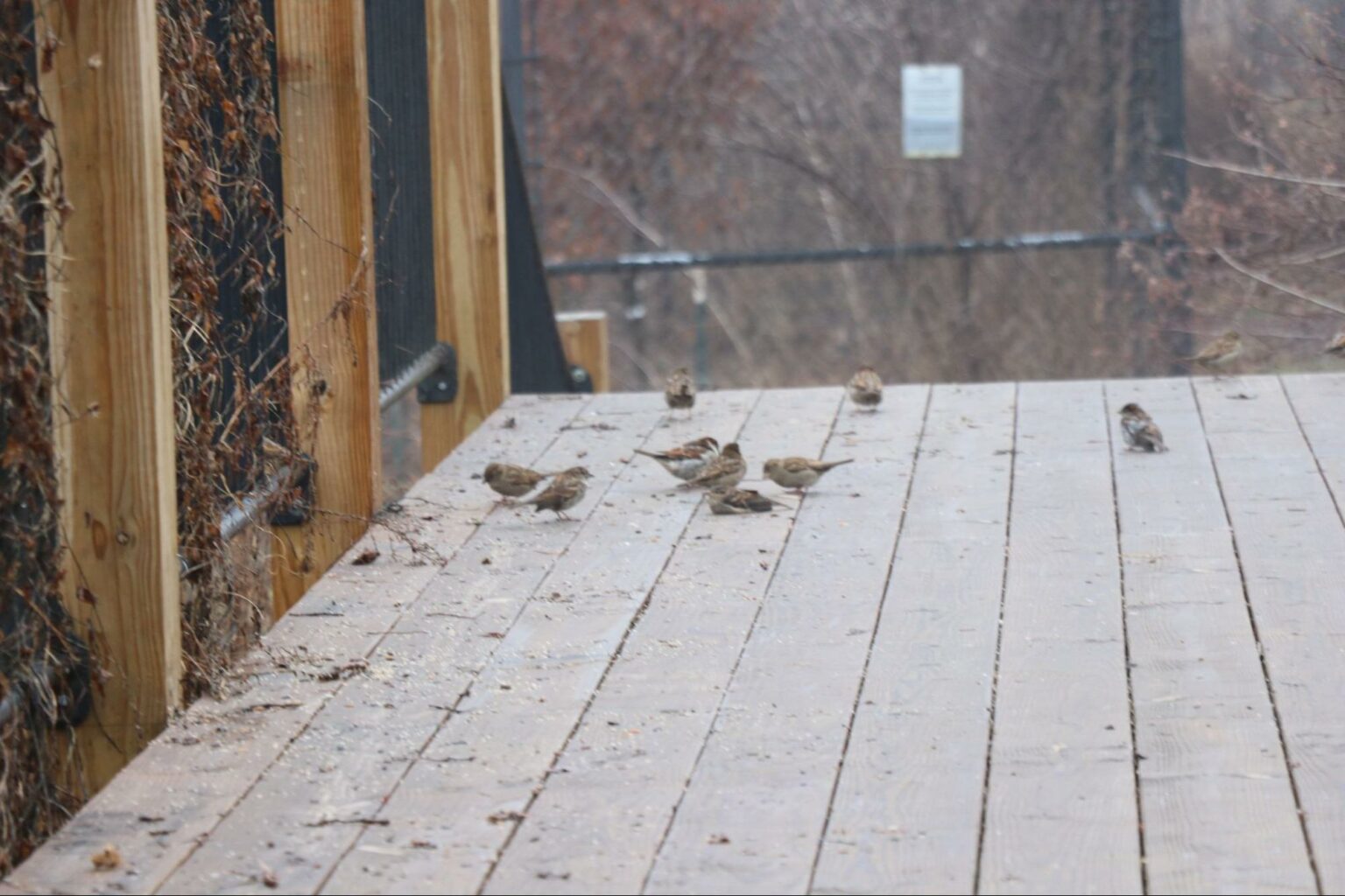 10 Chicago winter birding locations | Openlands