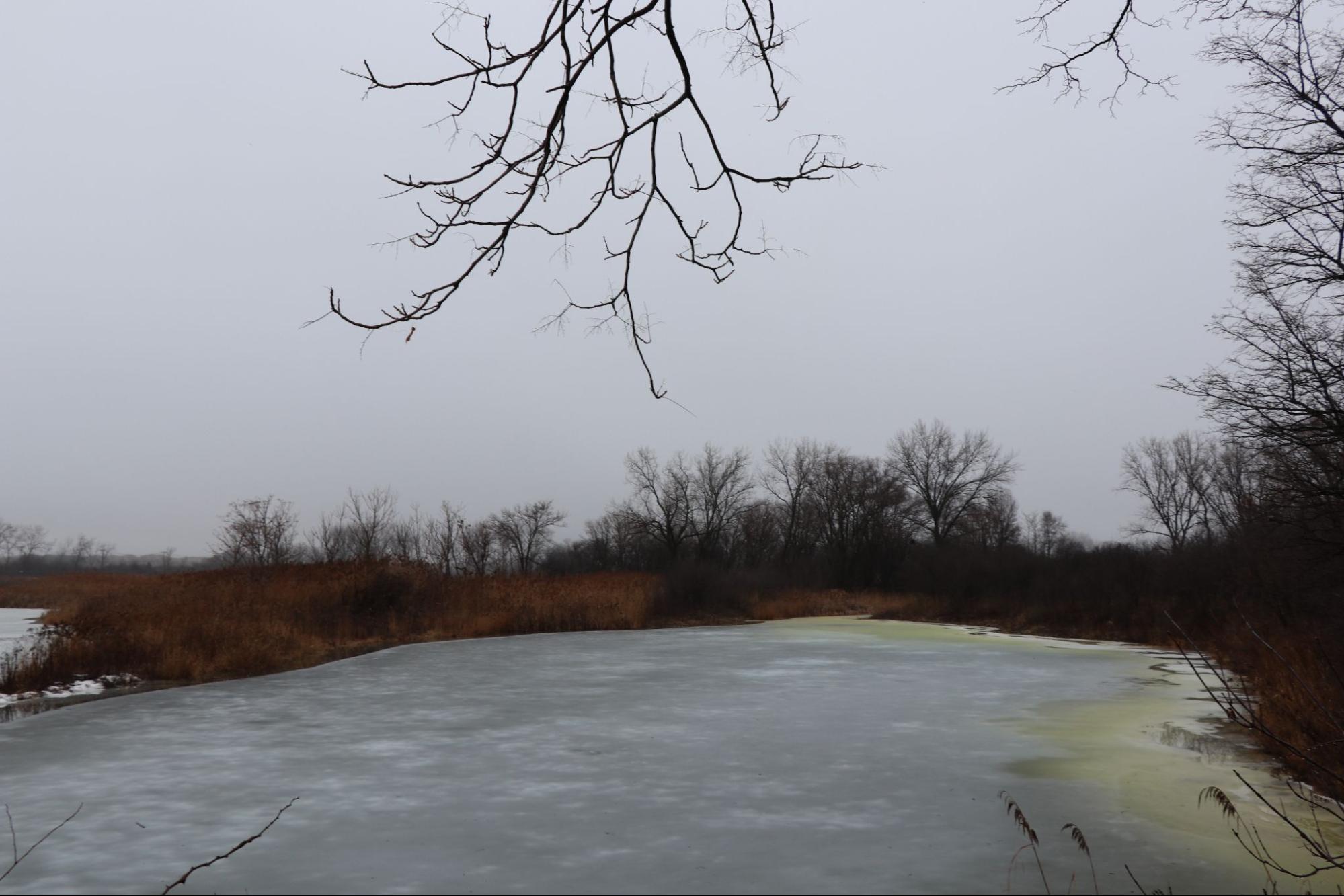 10 Chicago winter birding locations | Openlands