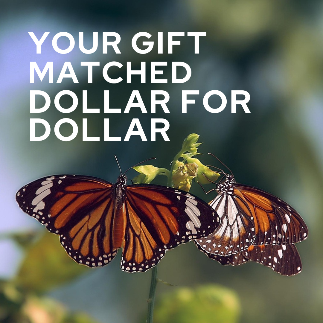 Have You Discovered the Palos Forest Preserves? | Openlands
